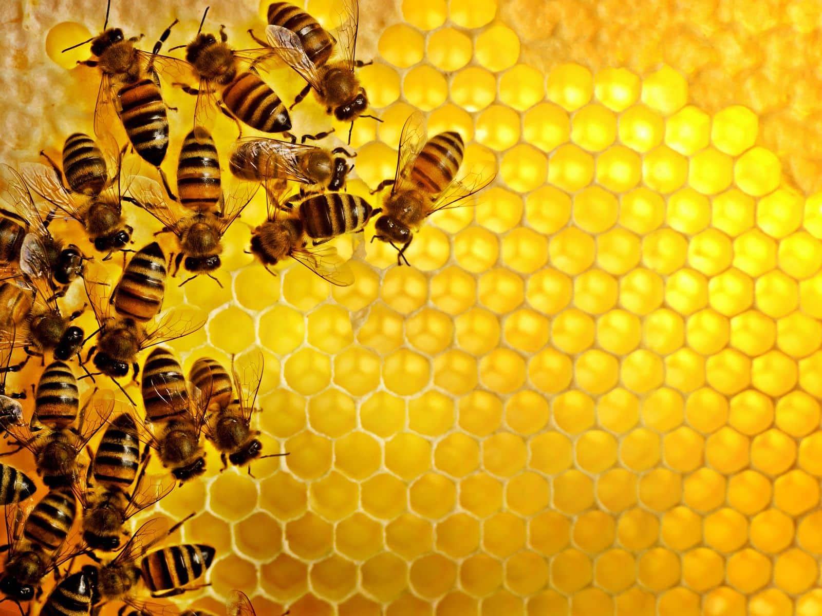 Julie Carrick Dalton's The Last Beekeeper Makes An Ideal Book Club Read ...